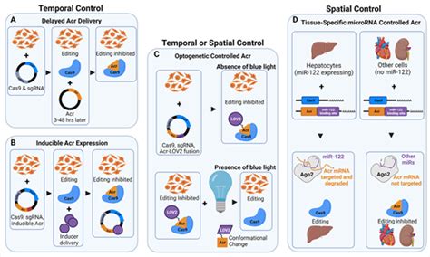 Anti Crispr Proteins A Safety Switch For Precise Gene Editing