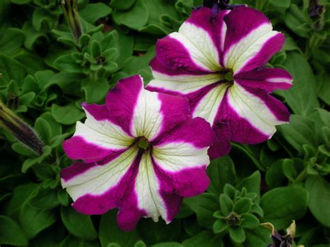 fases da lua cheia: petunias