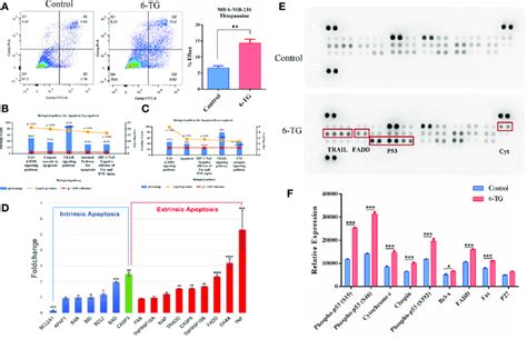 Apoptosis Was Induced By 6 Tg In Mda Mb 231 Cells A Cell Apoptosis