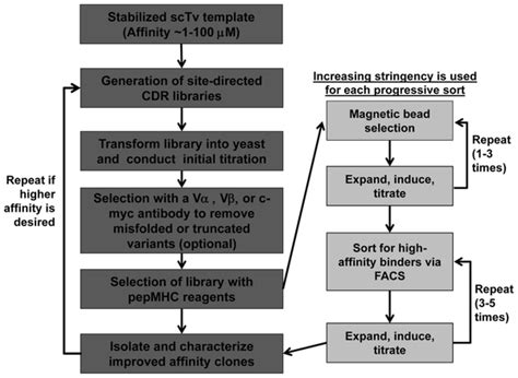 酵母表面展示技术筛选高亲和力tcr 知乎