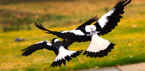 Altruism In Birds Magpies Have Outwitted Scientists By Helping Each Other Remove Tracking Devices