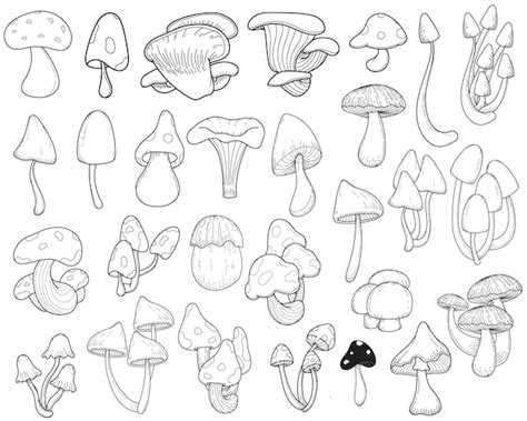 버섯의 손으로 그린 삽화 세트 프리미엄 벡터