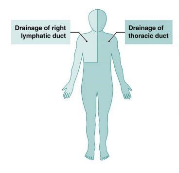Lymphatic System Flashcards Quizlet
