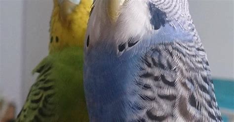 Can You Tell The Sex Of My Budgies Imgur
