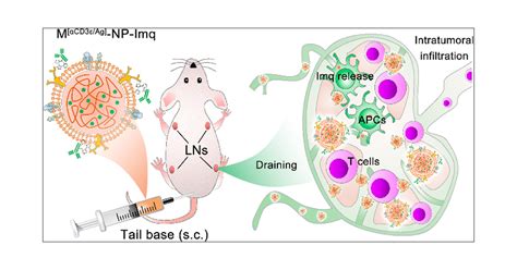 Dendritic Cells Structure