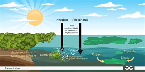Eutrophication Geeksforgeeks