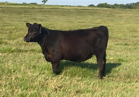 Pearcy Angus Cattle Exar Upshot X 751 Donor 15815246 Facebook