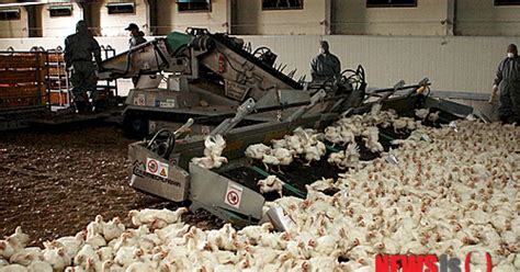 정읍공장의 육계 자동포획시스템