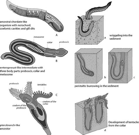 Evolution Of The Echinoderm Ancestor Early Chordates A Have Only