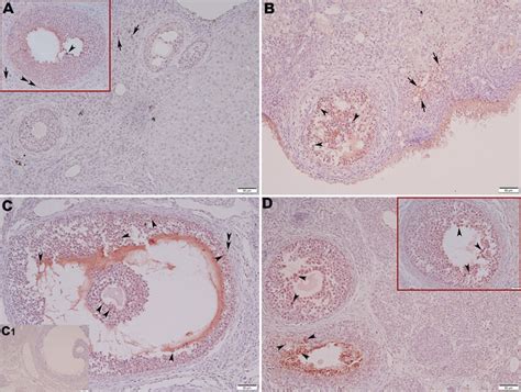 Immunohistochemical Localisation Of Active Cleaved Casp 3 In Control Download Scientific