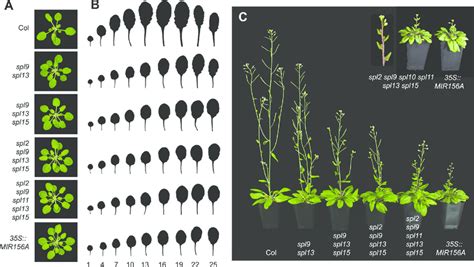The Phenotypes Of Spl Mutant Lines A Rosettes Of 21 Day Old Col And Download Scientific