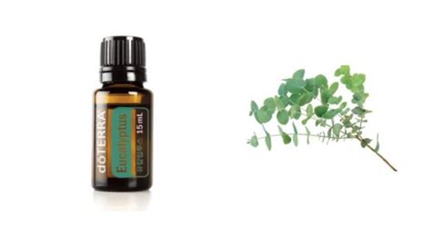 아로마오일유칼립투스오일의 효능 감기가래비염관절염류머티즘 네이버 블로그