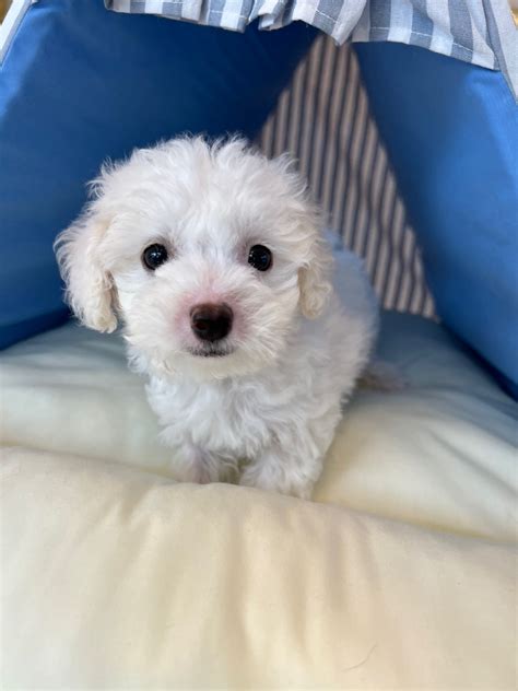 화이트 푸들 남아 599000원 브리티쉬숏헤어분양 토이푸들분양 애완견분양 폼피츠분양 유기묘무료분양 말티푸분양 강남고양이분양 말티즈분양 강아지무료분양 고양이무료분양