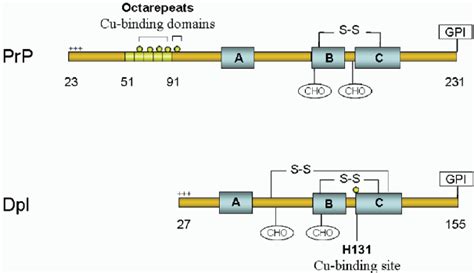 Structure Of Prp And Dpl Schematic Prp And Dpl Show Their Download Scientific Diagram