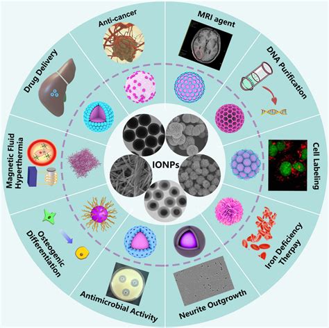 The Biomedical Applications Of Iron Oxide Nanoparticles Ionps Iron Download Scientific