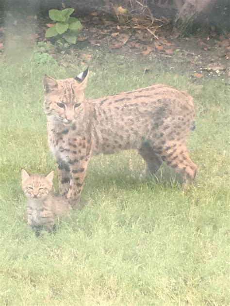 🔥 Bobcat And Her Bobkitten R Natureisfuckinglit