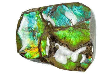 1 05 Iridescent Ammolite Fossil Ammonite Shell Rainbow Colors