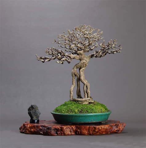 Pin On Bonsai Pruning Bonsai Pruning Bonsai Art Bonsai Styles