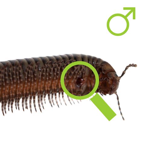 sex determination of millipedes insektenliebe