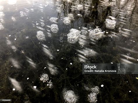 추상적 인 꽃 장미 와 얼음의 다른 패턴의 형태로 기포와 얼어 붙은 호수 물 녹조류와 어두운 바닥의 배경에 얼음 서리 형성에