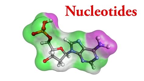 Nucleotide Chemical Structure