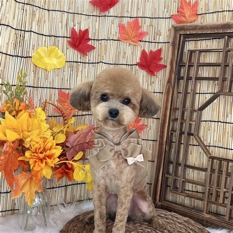 토이푸들 콩이 강아지 책임분양 ️ 아이조아 유기방지입양 파양 강아지보호소 고양이보호소 무료분양센터