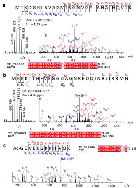 Improved Identification Of Small Open Reading Frames Encoded Peptides