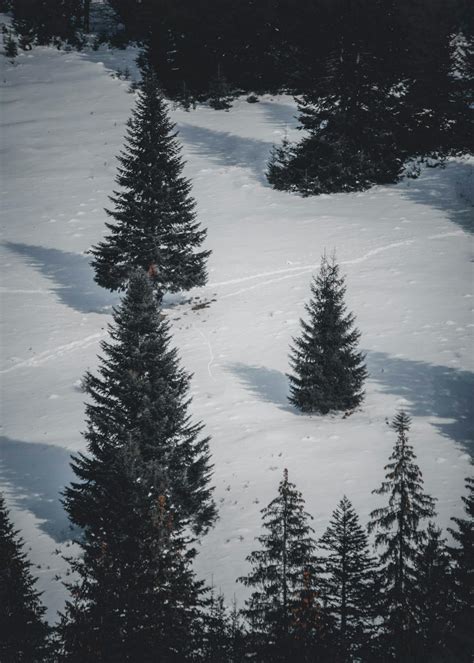 감기 겨울 겨울 동화나라 겨울 장면 겨울철의 경치 경치가 좋은 계절 고독 고립된 고요한 고요함 광야 그림자 나무 냉랭한 눈 눈 내리는 눈