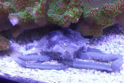 Pitho Crabs Got The Job Done Reef2reef