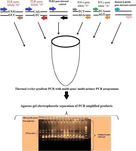 Genotyping Assay Using Amplification Refractory Mutation System Download Scientific Diagram