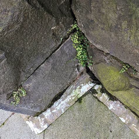 Necklace Fern Asplenium Flabellifolium Weeds Of Melbourne