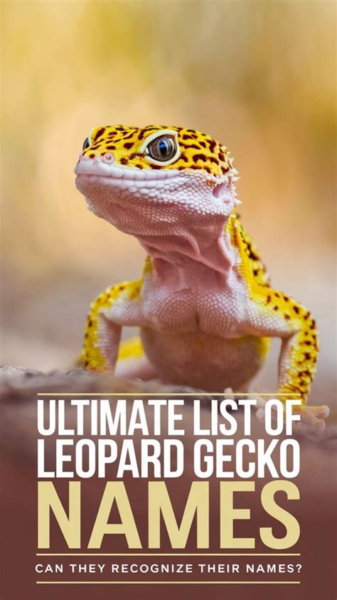 15 Leopard Gecko Name Ideas In 2025 Leopard Gecko Lizard Names Gecko