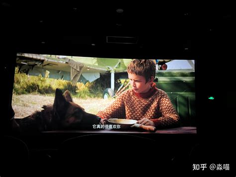 电影《忠犬帕尔玛》观后感 知乎