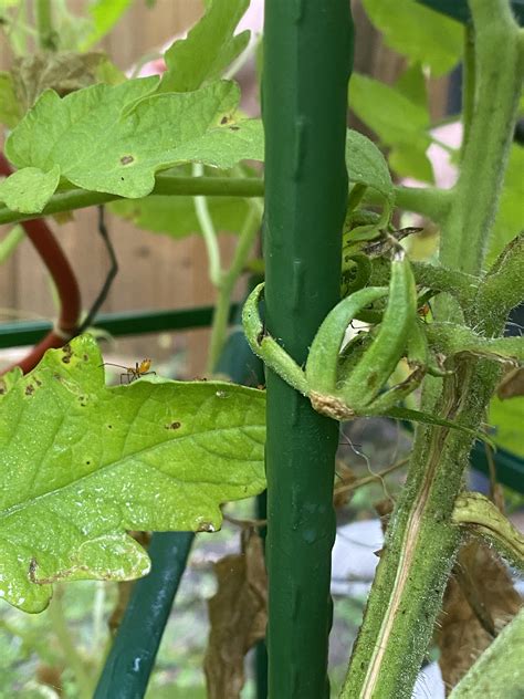 Are These Assassin Bugs Or Leaf Footed Bugs Rgardening