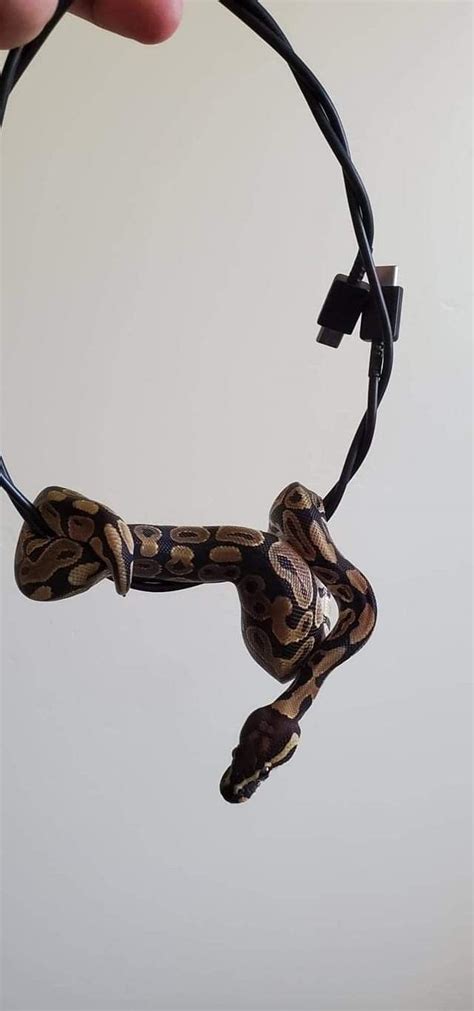 Ball Python Ball Python Snek Python