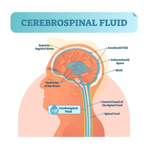 All About Cerebrospinal Fluid Facty Health