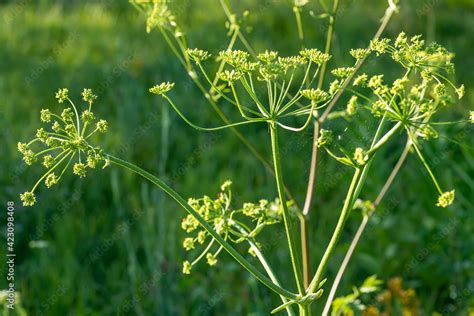 Heracleum Sosnowskyi Sosnowskys Hogweed Giant Heads Of Cow Parsnip