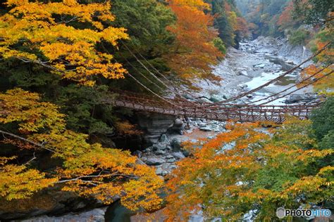 かずら橋の秋 by しんchan ID10036235 写真共有サイト PHOTOHITO