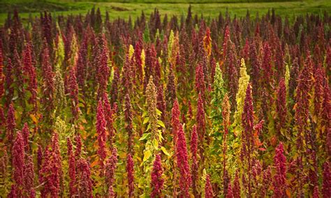 Amaranth Vs Quinoa Whats The Difference A Z Animals
