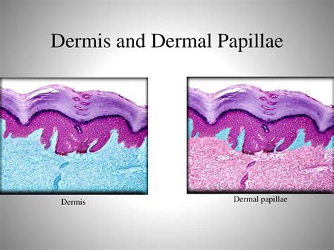 The Integumentary System презентация онлайн