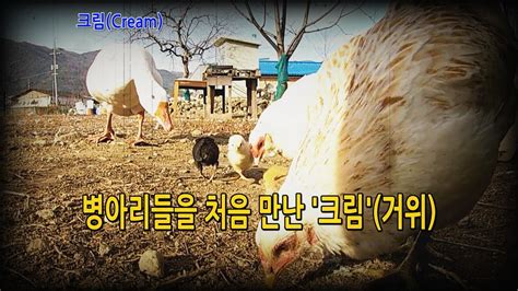 287 병아리들을 처음 만난 크림의 반응 거위 닭 고양이 오리 Youtube