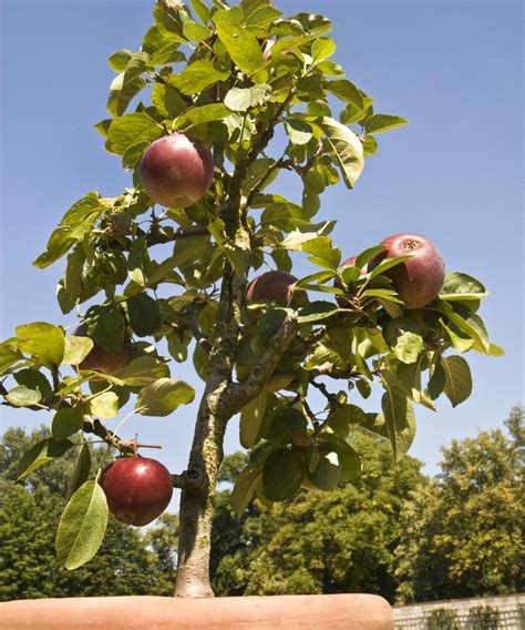 Can Apple Trees Grow In Pots Experts Reveal All Homes And Gardens