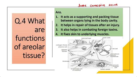 what are functions of areolar tissue youtube