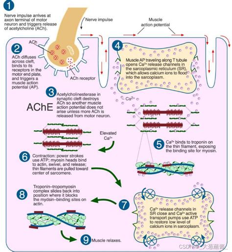 细胞生物学8 第八章 细胞骨架 《细胞生物学》——细胞8章 细胞骨架2 Csdn博客