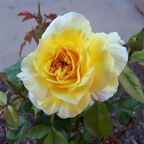 Garden Design Ideas Added A New Photo Garden Design Ideas