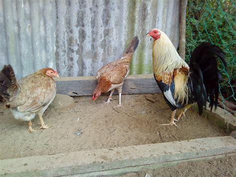 Wb8bcirj Gamefarm Breeding And Ranging To Keep Them Healthy