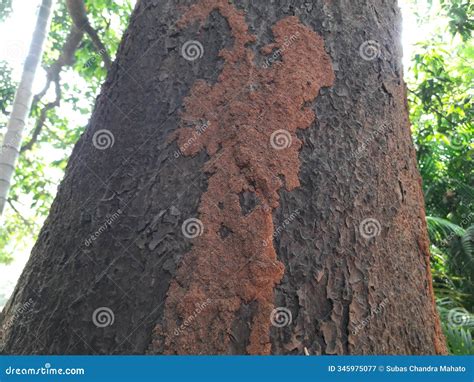 Termite Nest On A Mango Tree Stock Image Image Of Garden Mango