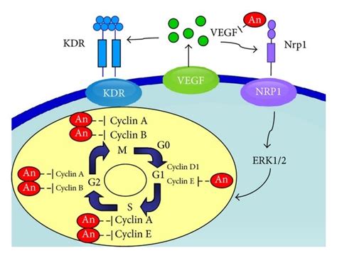 Scheme Of The Andrographolide Regulatory Pathway The Effects Of Download Scientific Diagram