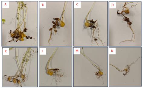 Effects Of Salt Stress On The Growth And Nodulation Of The Chickpea Cicer Arietinum