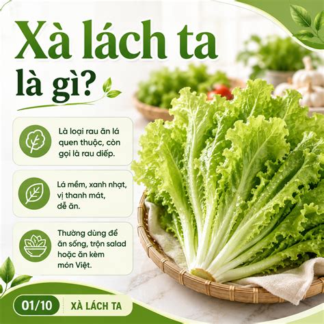 Xà Lách Ta Rau ăn Lá Mềm Thanh Mát Cho Bữa ăn Hằng Ngày